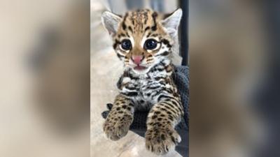 ocelot kitten