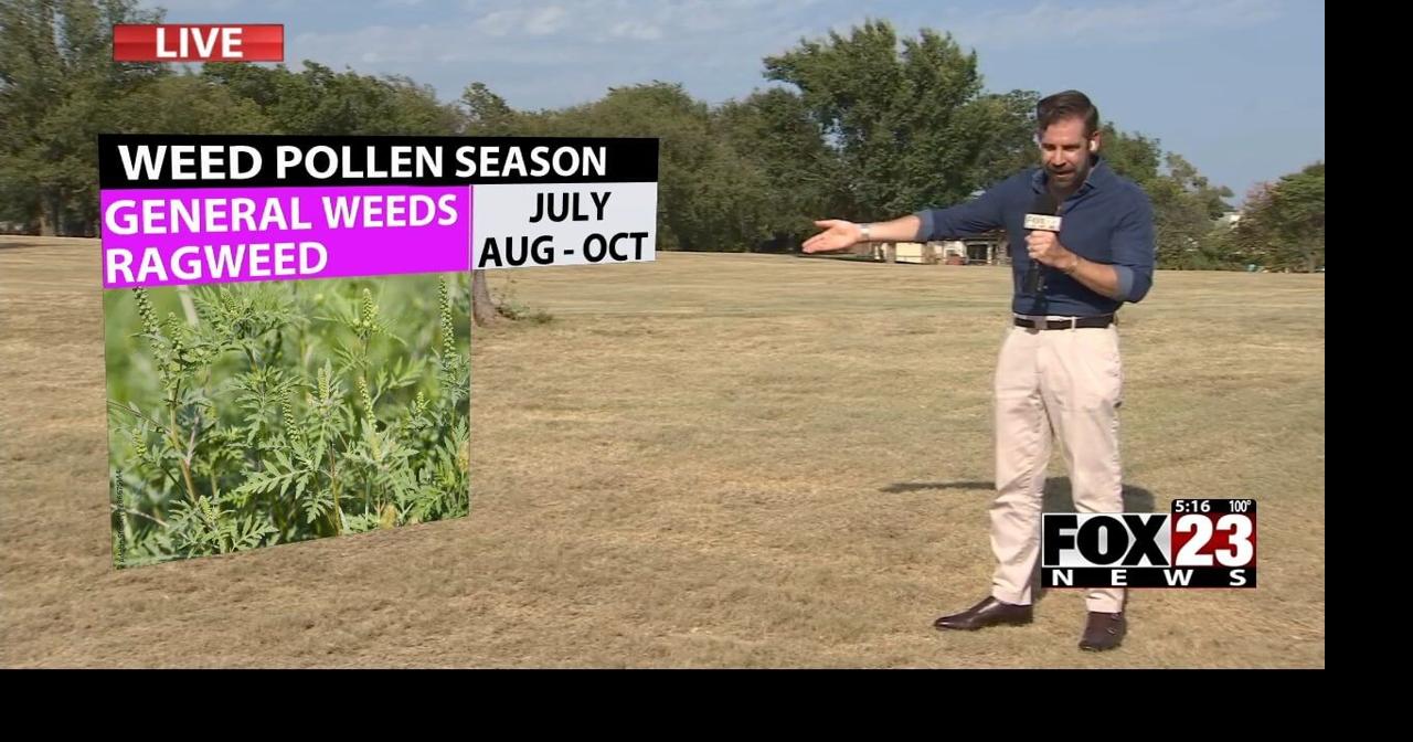 Ragweed Season is peaking in Oklahoma | News | fox23.com