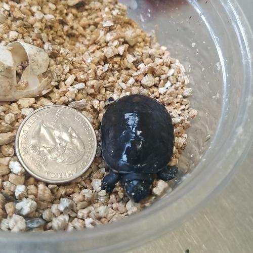 Tulsa Zoo announces arrival of baby spotted turtles | Local & State ...