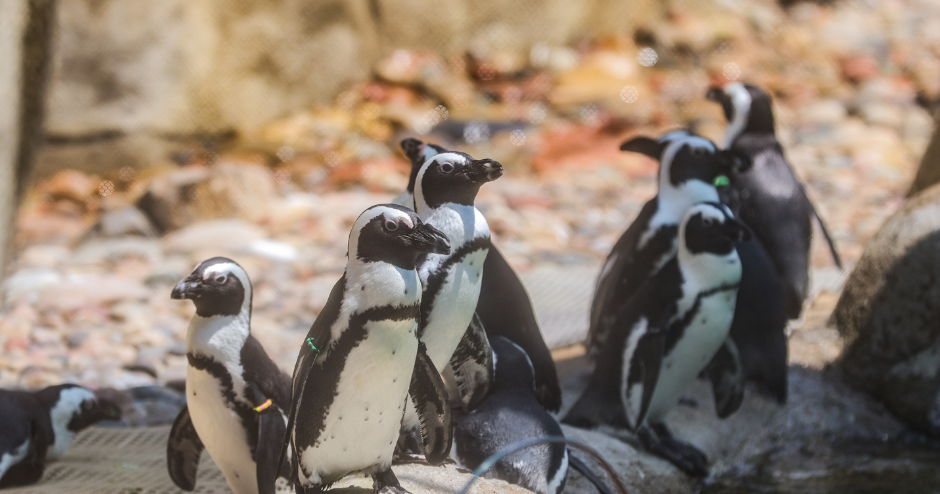 Tulsa Zoo encouraging action after African penguins declared critically ...