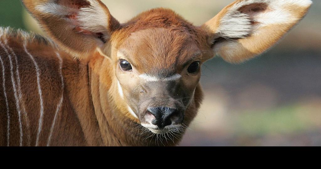 Rare bongo born at the Denver Zoo | Trending | fox23.com