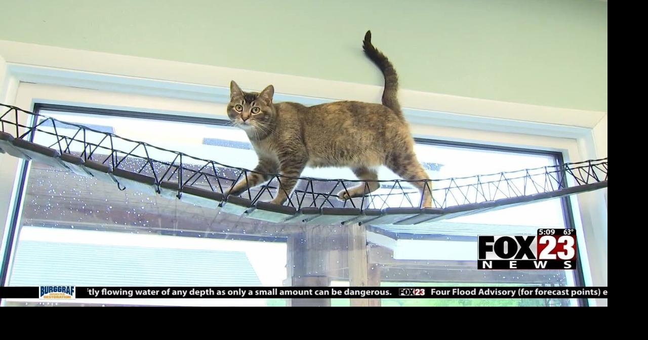 Tulsa SPCA talks with FOX23 about 19 cats left in lobby | News | fox23.com