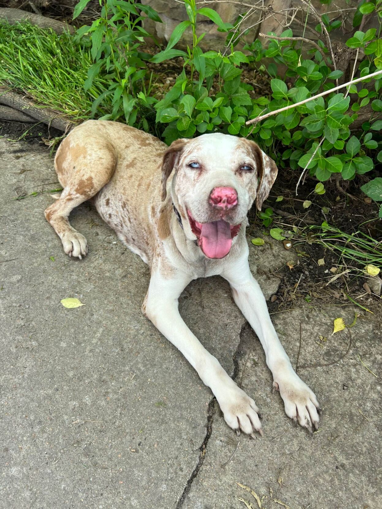 Dog returns to Haskell family, nearly two days after she was swept away ...