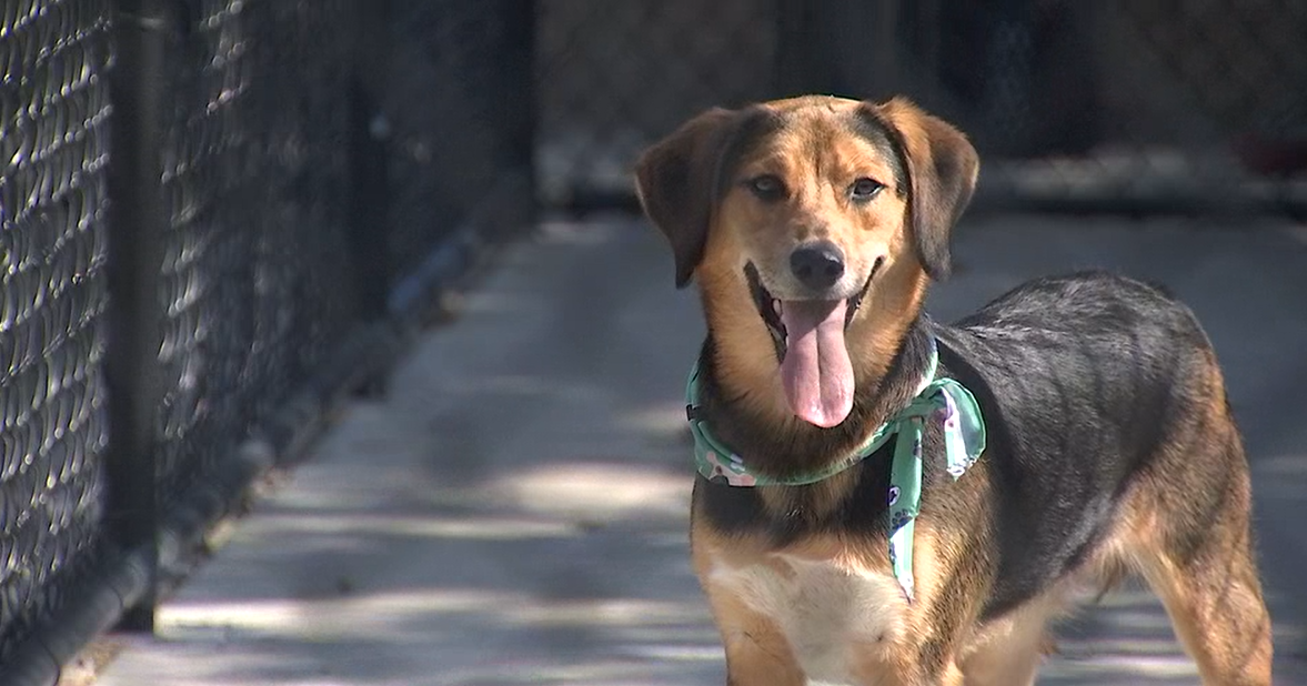 Animal Aid of Tulsa shares low-cost resources for pet owners | News ...