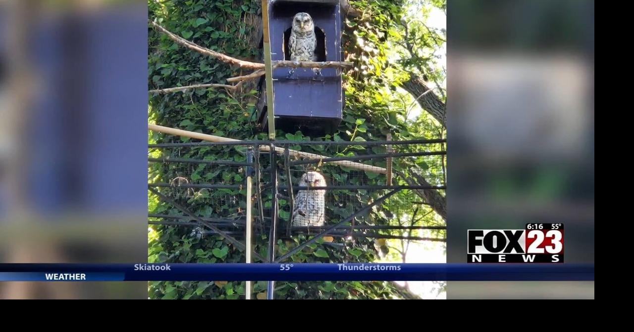 Good News: Barred owls thrive in Broken Arrow nest | Good News | fox23.com