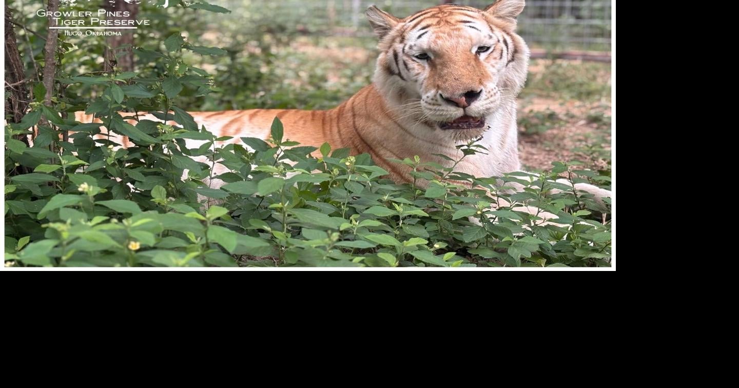Wildlife conservationist and caretaker passes away following an ...