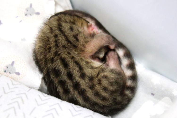 PHOTOS: Meet the baby African Spotted Genet born at the Memphis Zoo ...