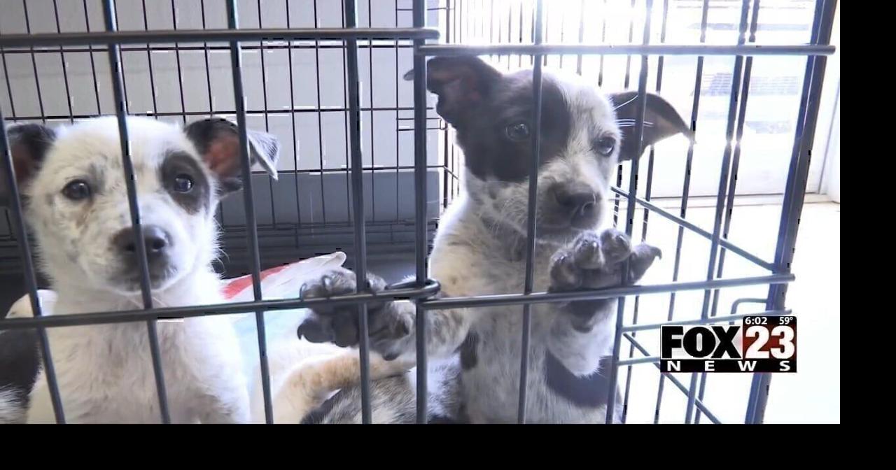 Local nonprofit pushes bill to exempt animal rescues from sales tax ...