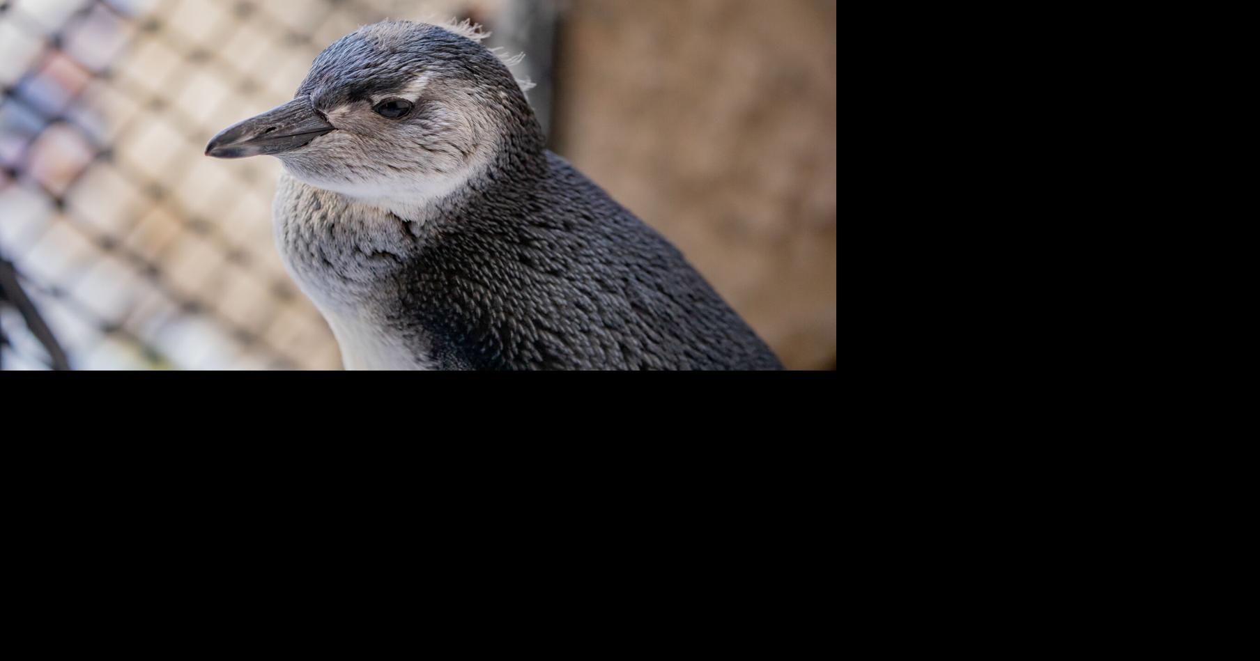 Tulsa Zoo announces name of penguin chick | News | fox23.com