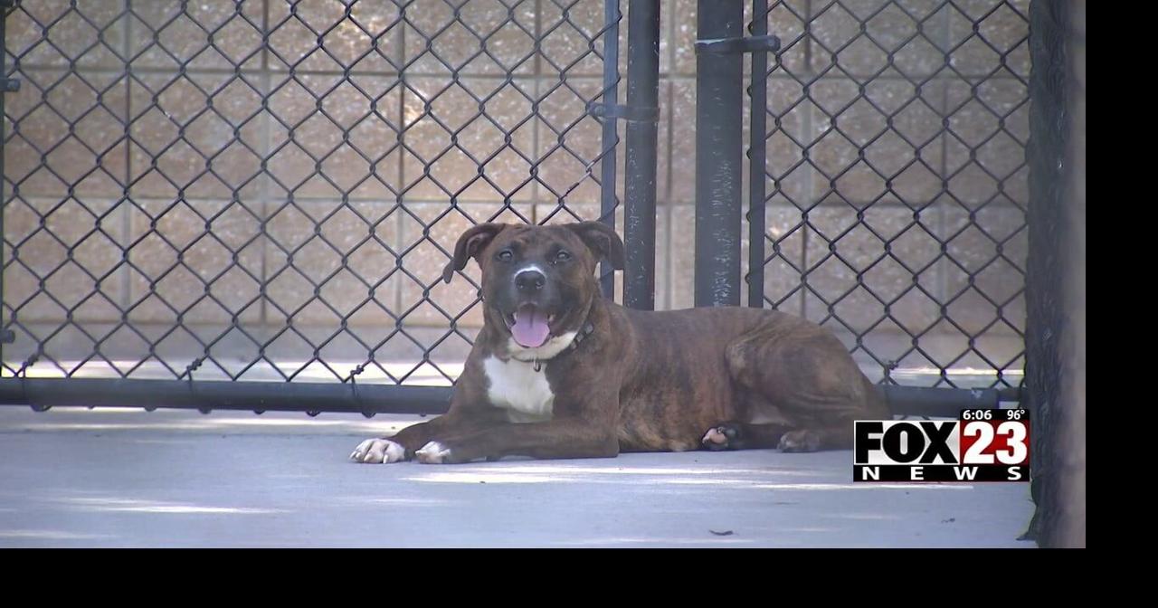 Tulsa Animal Welfare over max capacity | News | fox23.com
