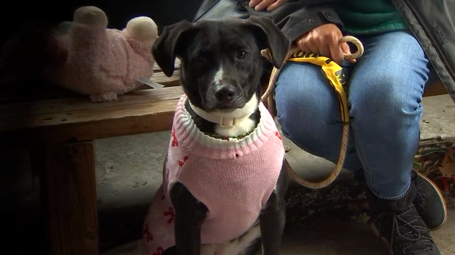 Tulsa Animal Services holds monthly dog adoption event at Mercury ...