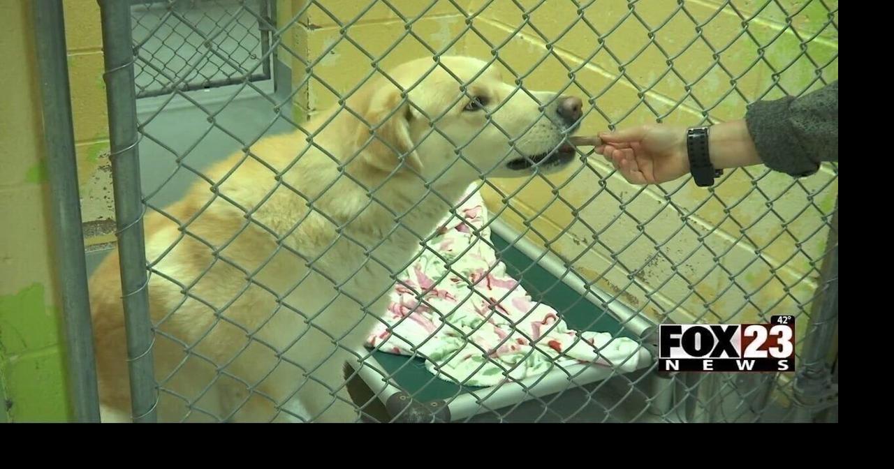 Over 400 dogs at Tulsa Animal Services in need of homes following ...