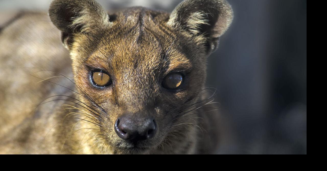 Baby fossa triplets born at British zoo | Trending | fox23.com