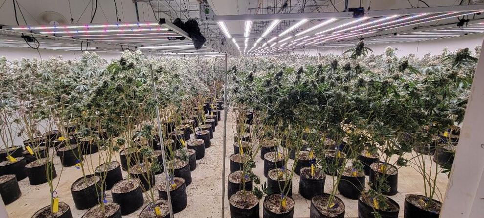 OBN agents seize 7,531 plants, 571 pounds of processed marijuana from ...