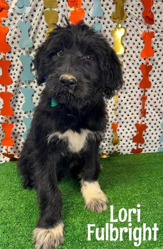 Skiatook animal rescue names puppies after Tulsa news anchors | | fox23.com