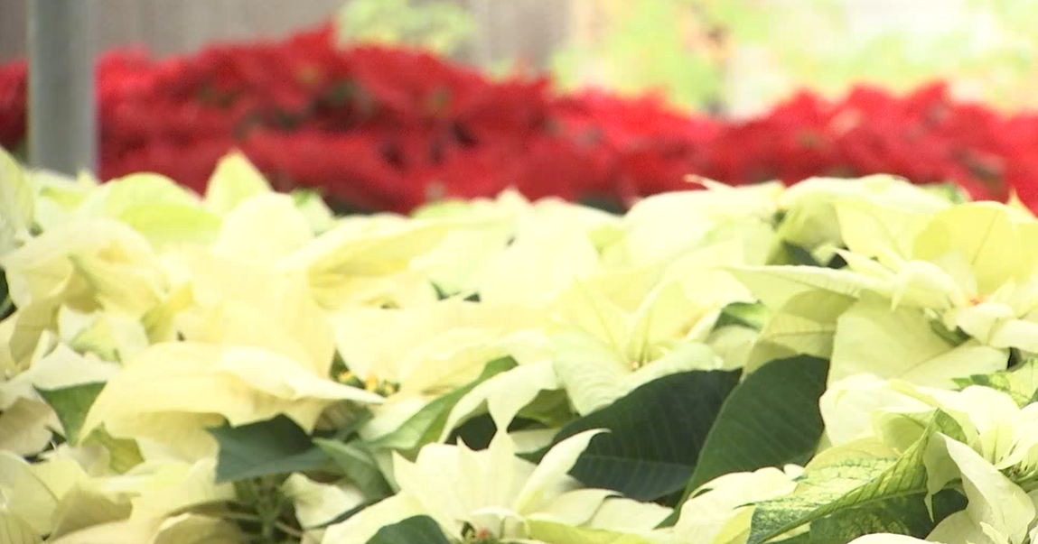 A New Leaf clients prepare poinsettias available for purchase | Local ...