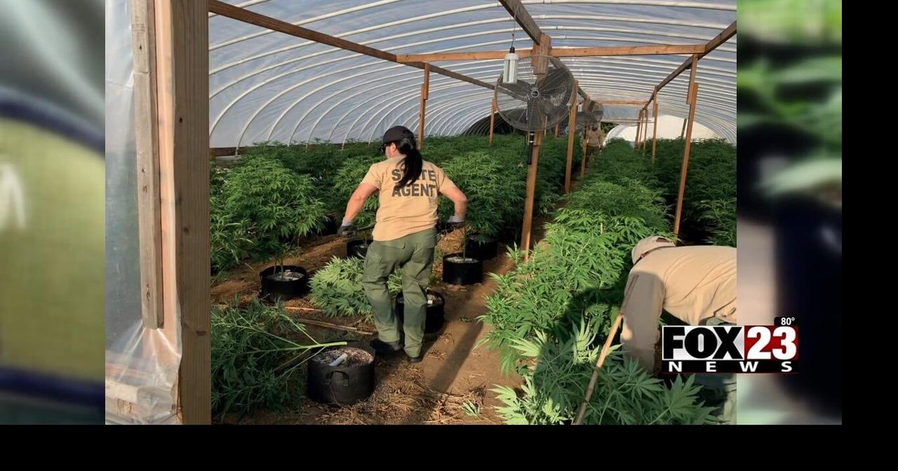 Oklahoma Attorney General cracking down on illegal marijuana operations ...