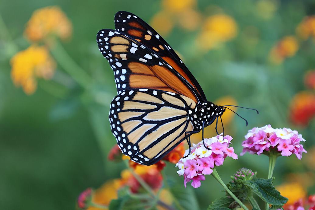 Eastern monarch population increases for 2nd year in a row, says ...