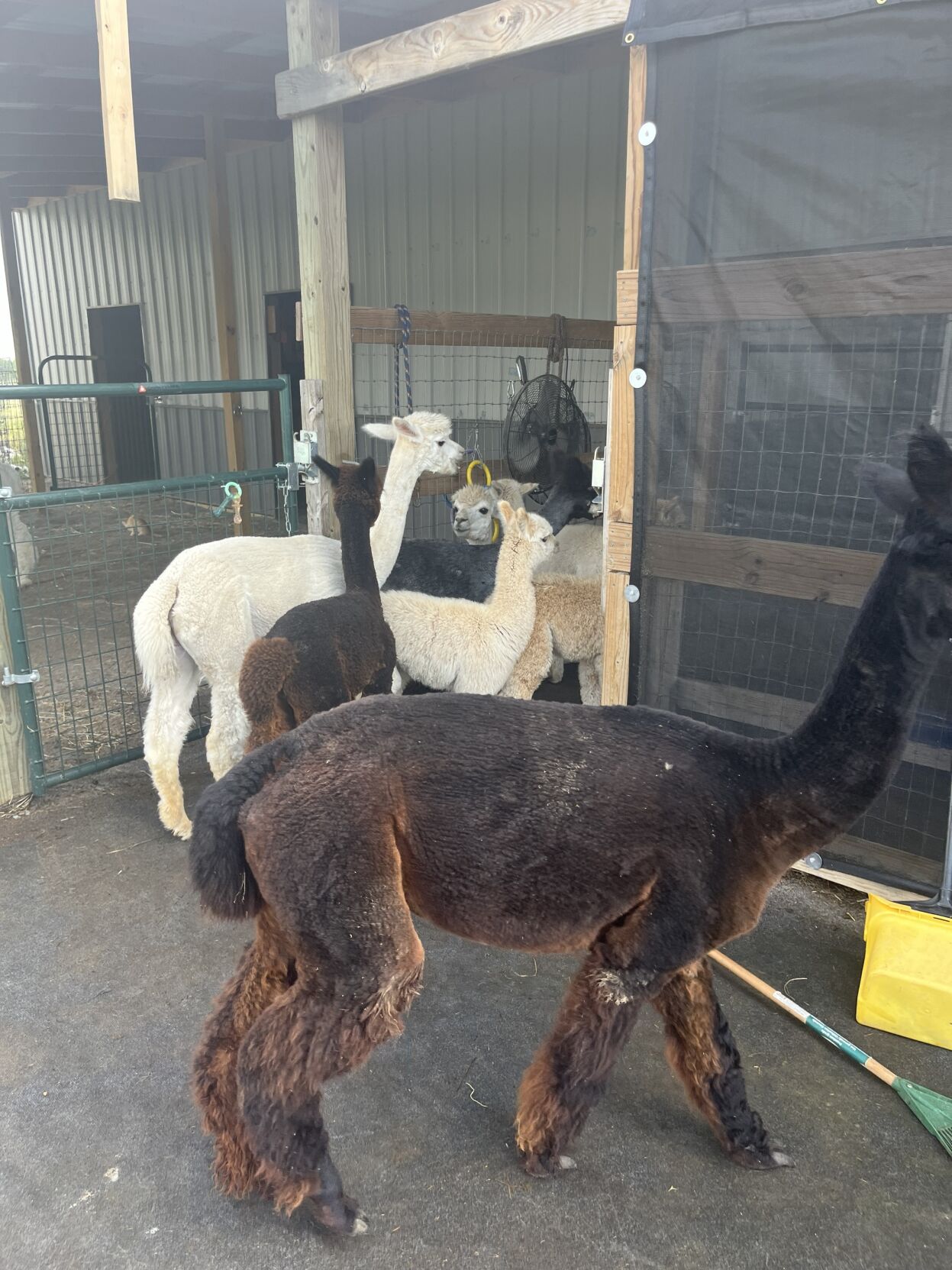 Local alpaca ranch raising money for Alzheimer's research | News ...
