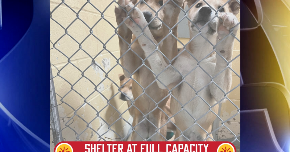 Tulsa Animal Services shelter at full capacity | News | fox23.com