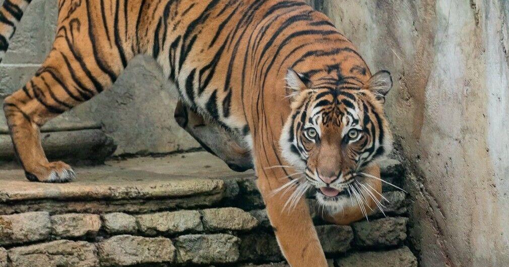 Tulsa Zoo welcomes new tiger, sends older tiger into retirement | News ...