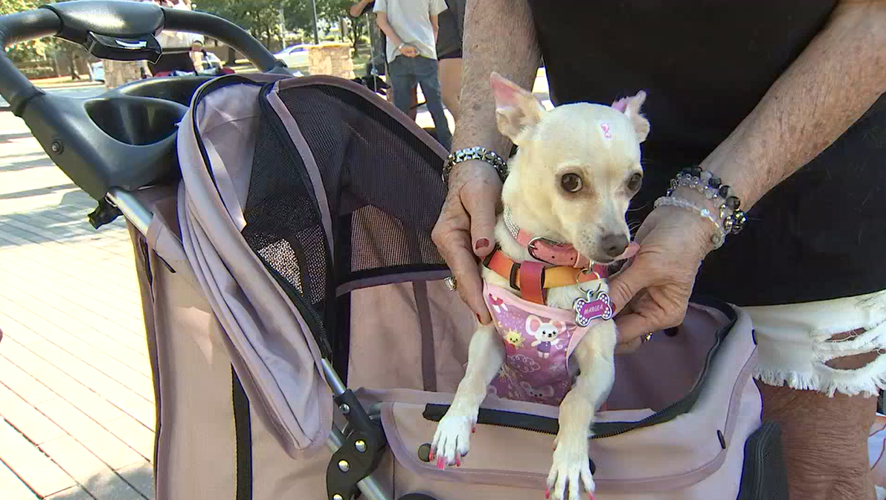 Mutt Strut Costumes | | fox23.com