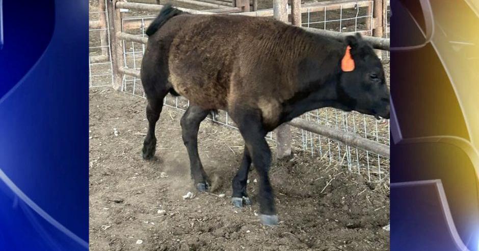 TCSO: stray calf owner found | News | fox23.com