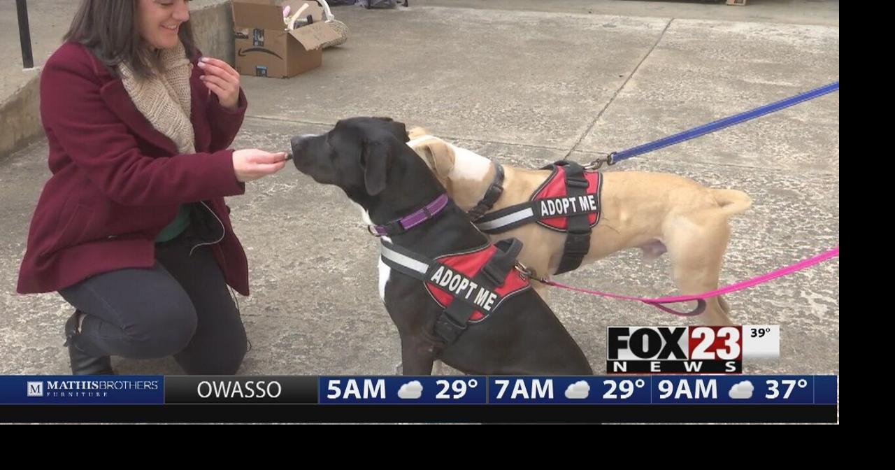 LAST CALL! Help two Tulsa dogs find a forever home together | Local ...