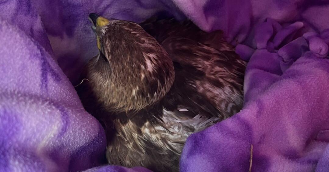FOX23 Meteorologist Laura Mock rescues hawk | News | fox23.com