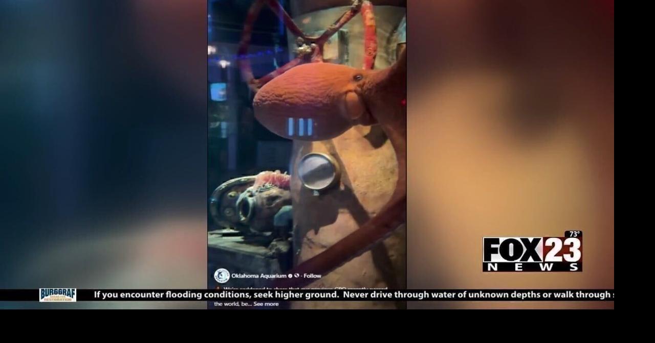 Oklahoma Aquarium announces passing of giant Pacific octopus | News ...
