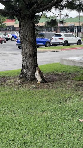 FOX23 Meteorologist Laura Mock rescues hawk | News | fox23.com