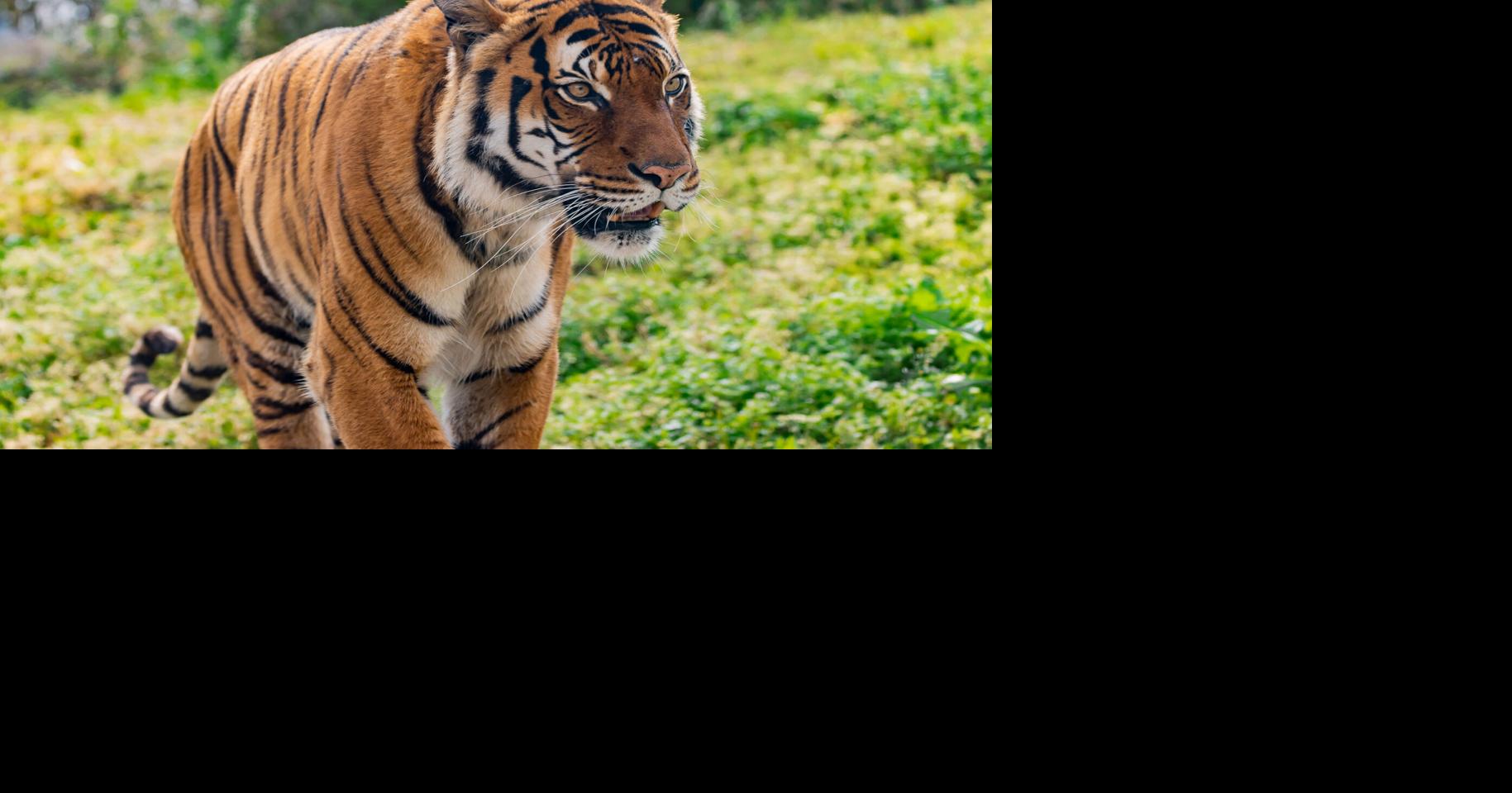 Tulsa Zoo mourns the loss of Gahara the Malayan tiger | Local & State ...