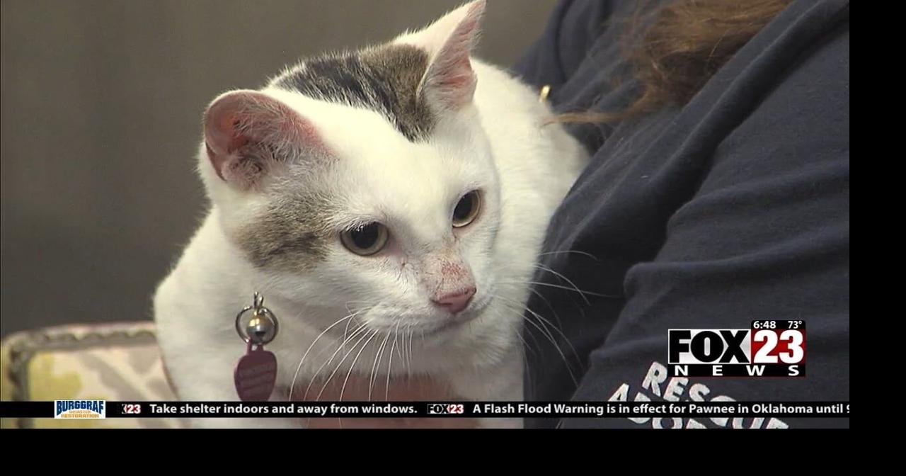 Adopt A Survivor: Meet Izzy | News | fox23.com