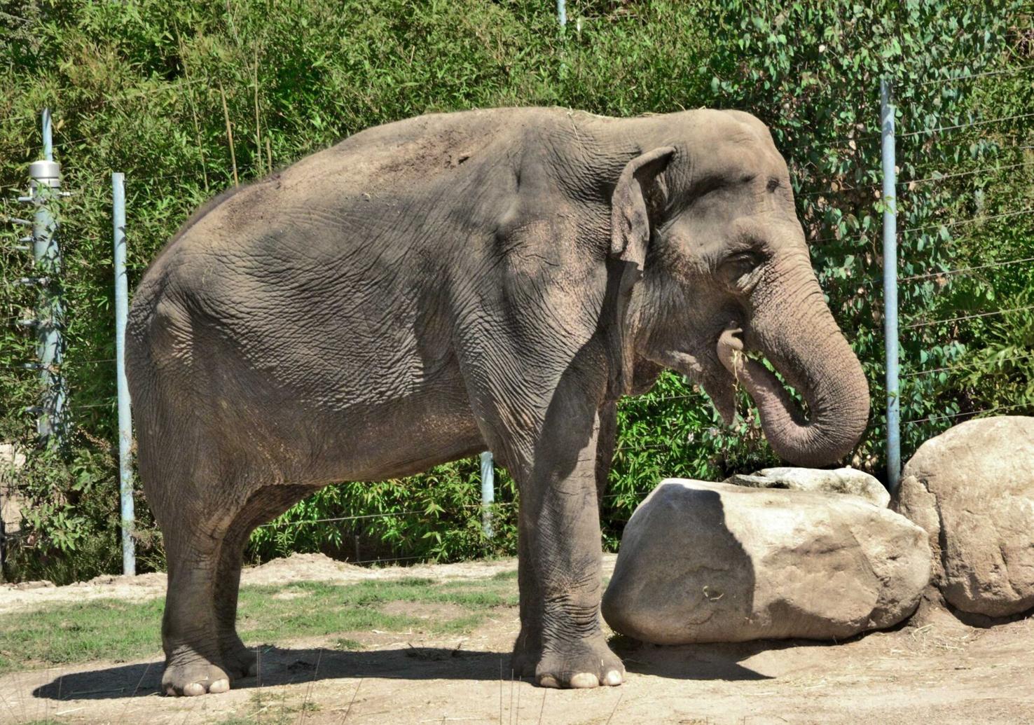 Tulsa Zoo to welcome 2 new Asian elephants | News | fox23.com