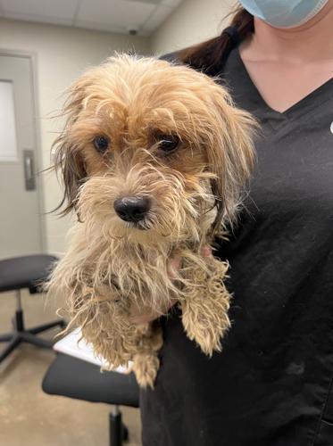 Tulsa SPCA in need of “urgent support” after owner surrenders 34 dogs ...