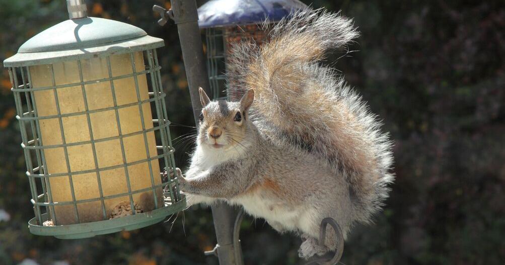 Man reportedly shooting at squirrel arrested after bullet goes through ...