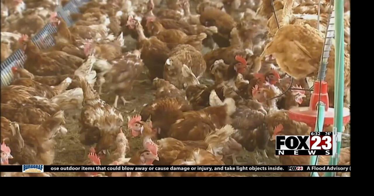 Bill loosening regulations on chicken waste that can end up in rivers ...