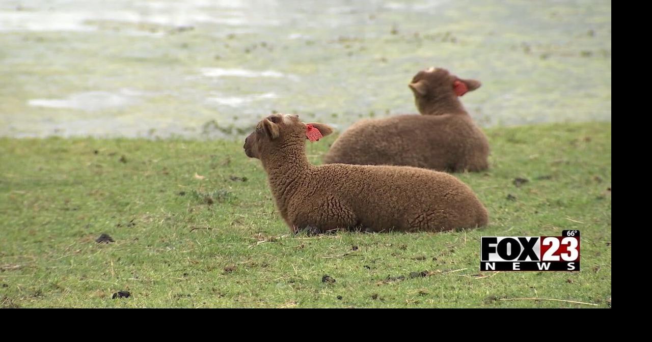 Shepherd's Cross in Claremore holding Woolly Weekend "sheep to shawl ...