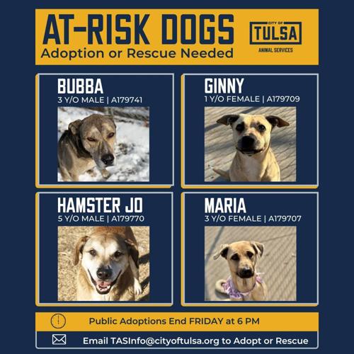 Tulsa Animal Services shares list of dogs at-risk | News | fox23.com
