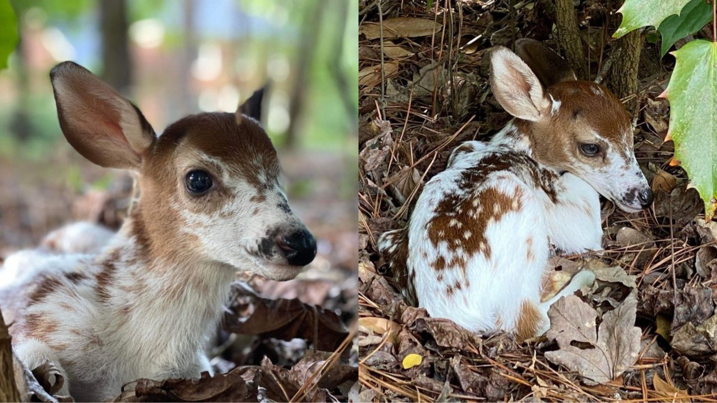 piebald animals