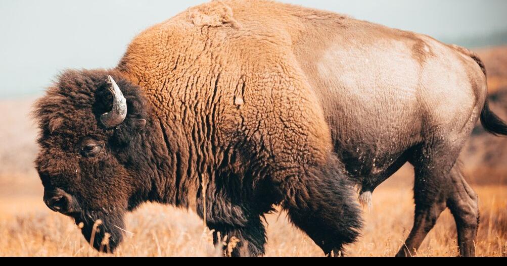 13 bison killed after truck hits herd near Yellowstone National Park ...