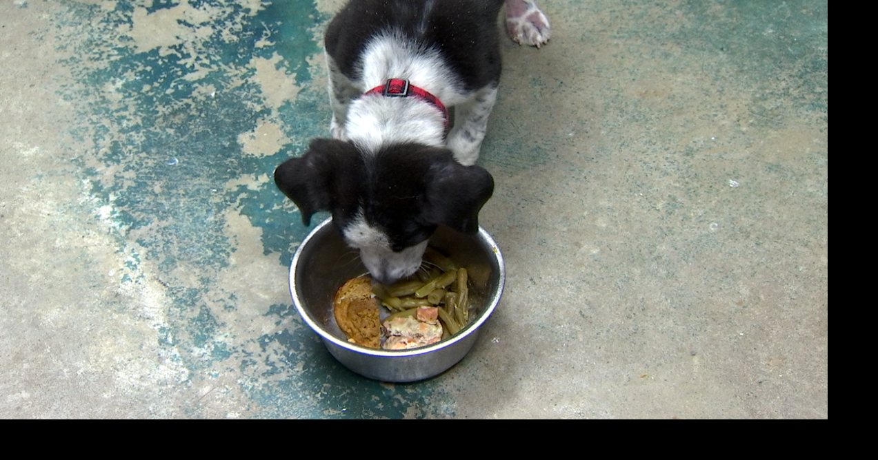 Tulsa Animal Services holds Barksgiving event | News | fox23.com