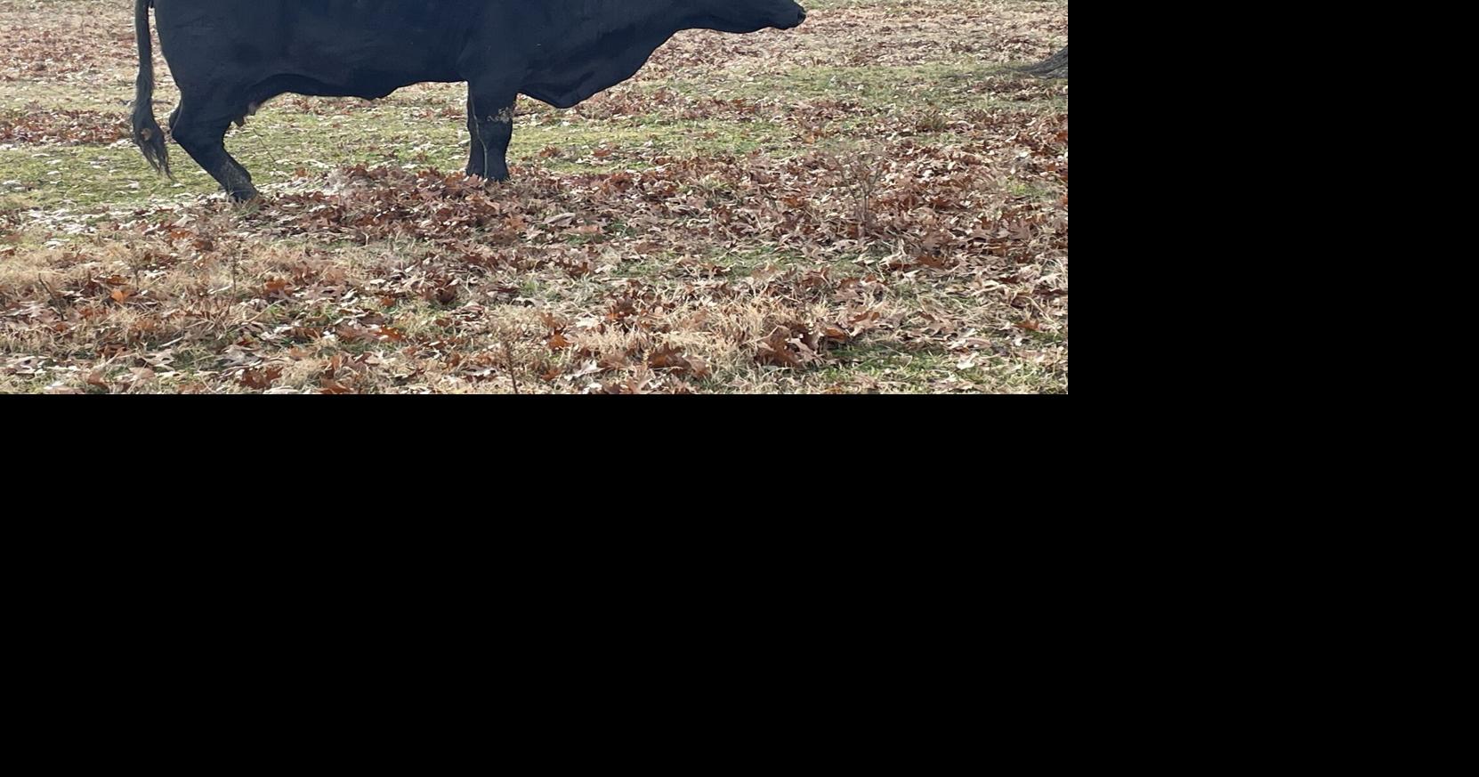 Osage County Sheriff's Office searching for owner of lost cow | News ...