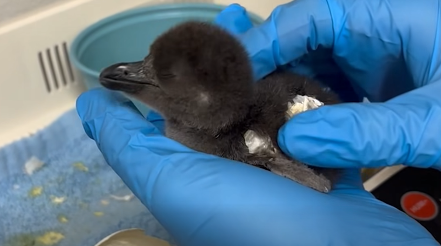 Tulsa Zoo announces hatching of 2 African penguin chicks | | fox23.com