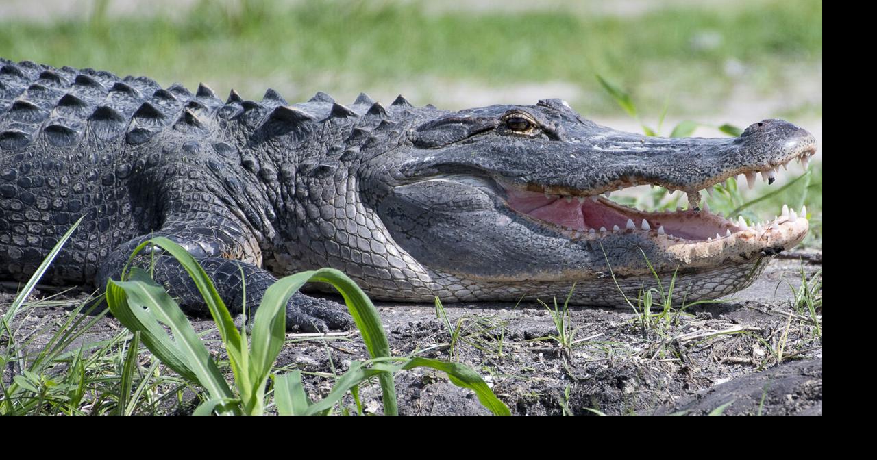 Massive alligator crosses road, briefly stops traffic in Hilton Head ...