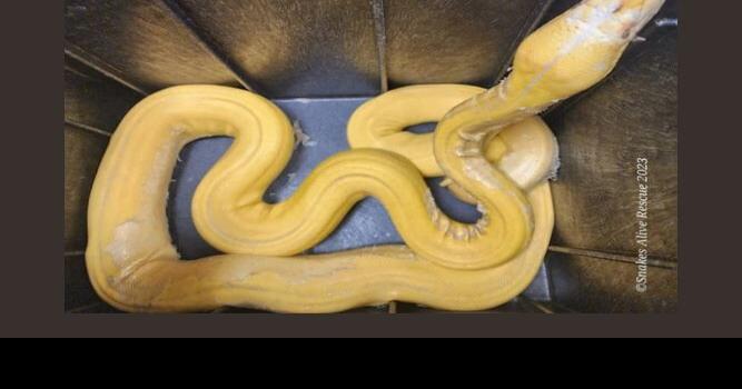 8 foot python long found loose in Oklahoma City trailer park | Local ...