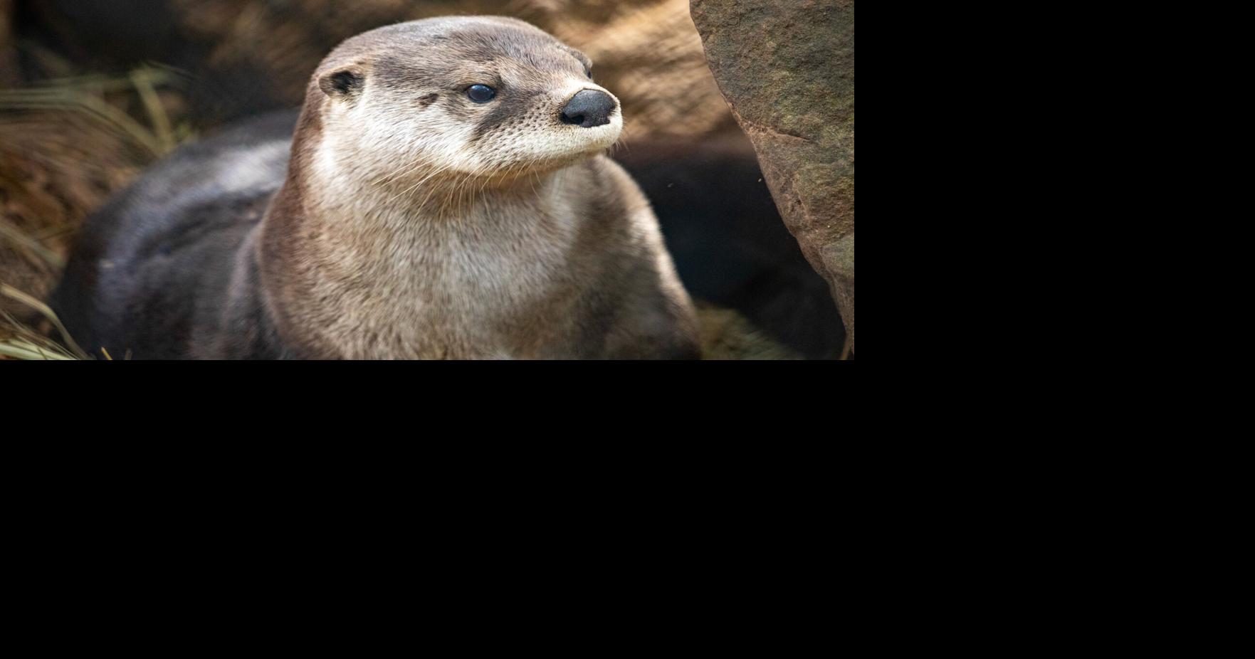 Tulsa Zoo announces passing of Roger the otter | | fox23.com
