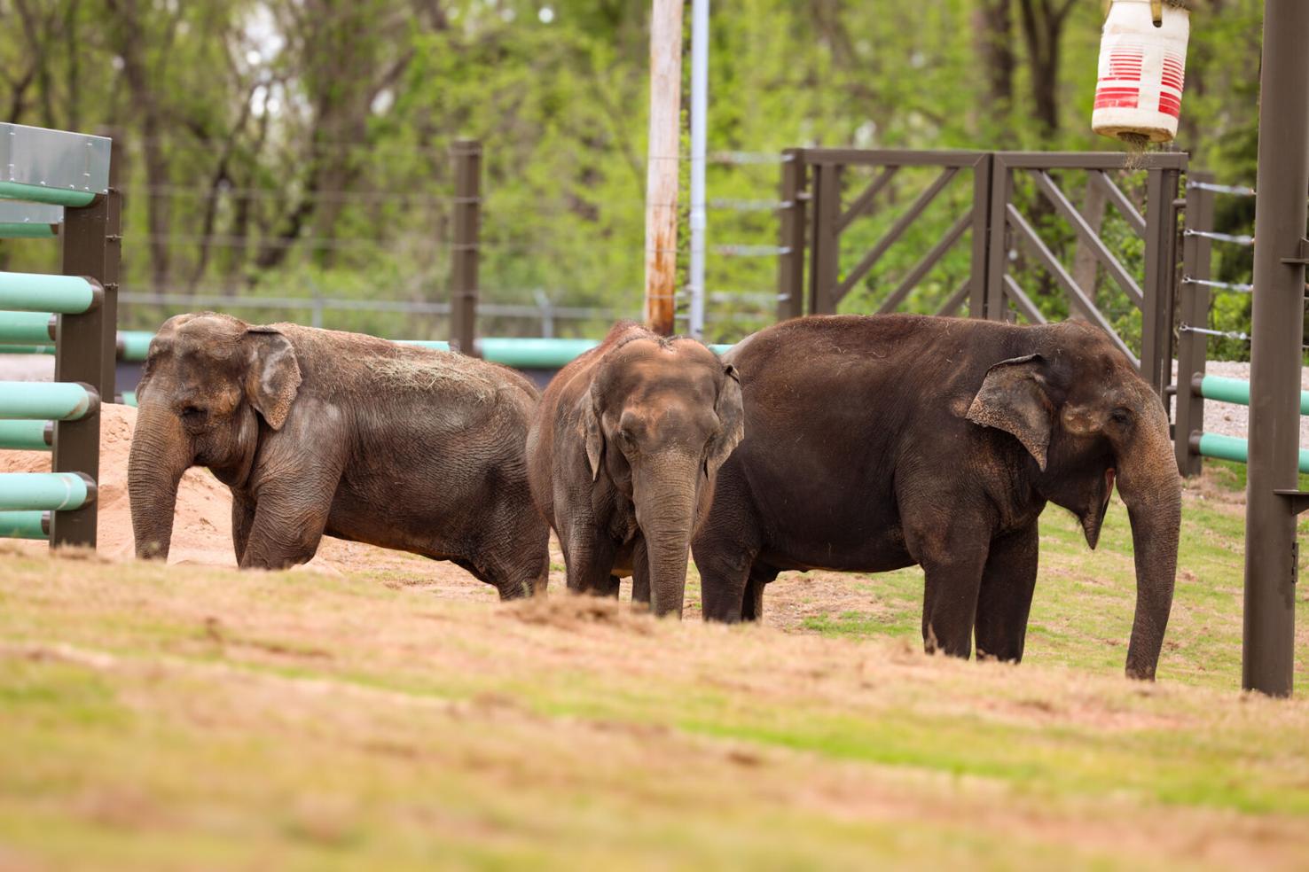 Tulsa Zoo opens new Elephant Preserve Barn to public | News | fox23.com