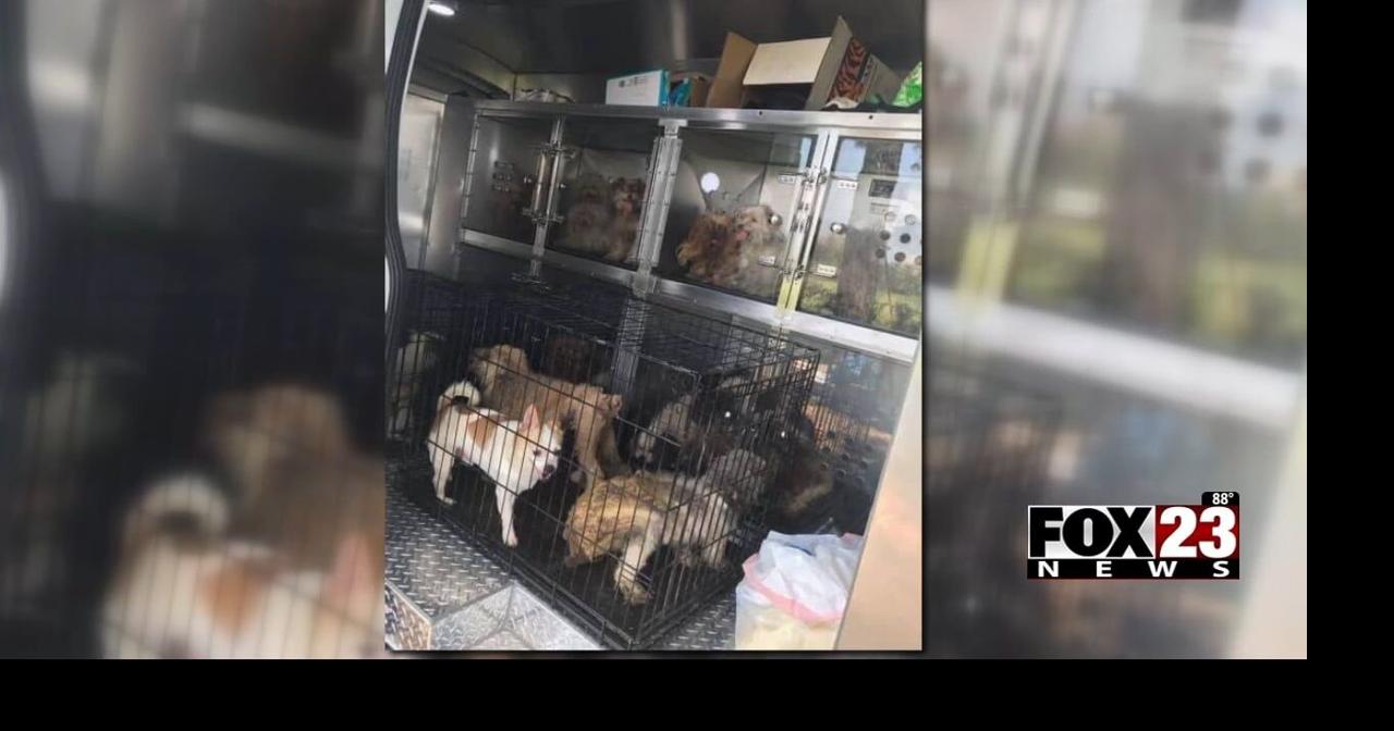 Tulsa SPCA needs help after helping rescue 65 dogs from hoarding ...