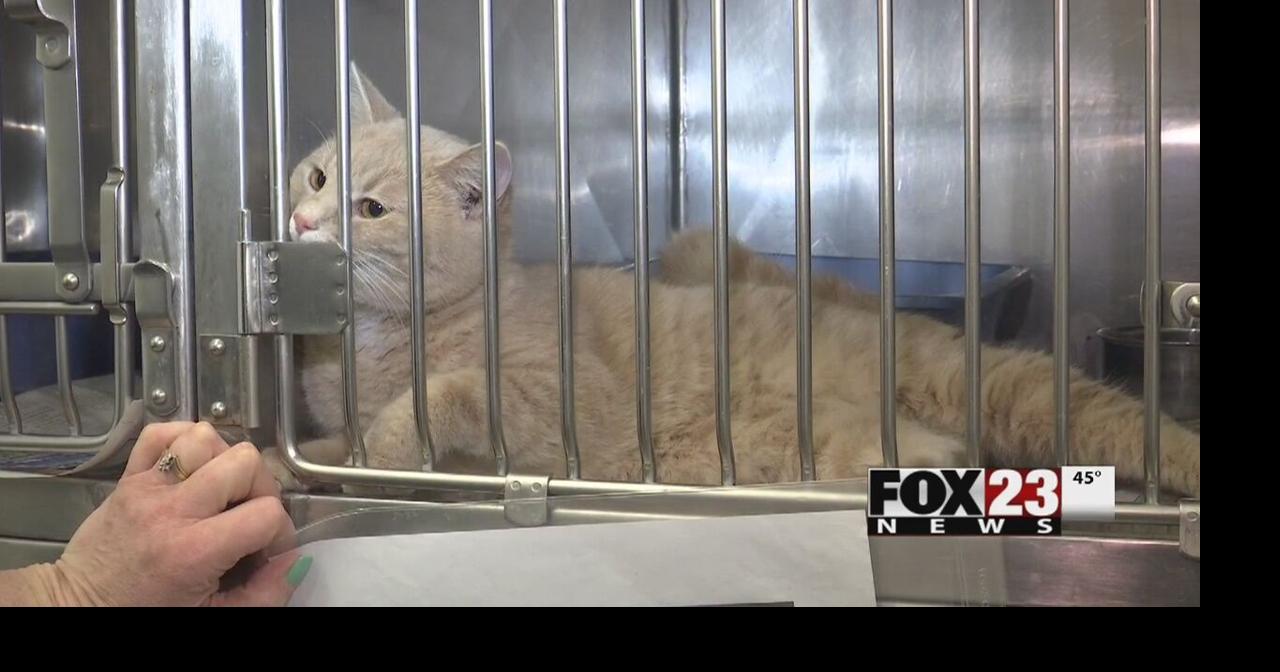 Claremore shelter faces problems with growing cat population | News ...